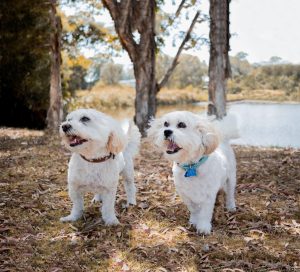 Moddy | OT Home Modification Drawing Software